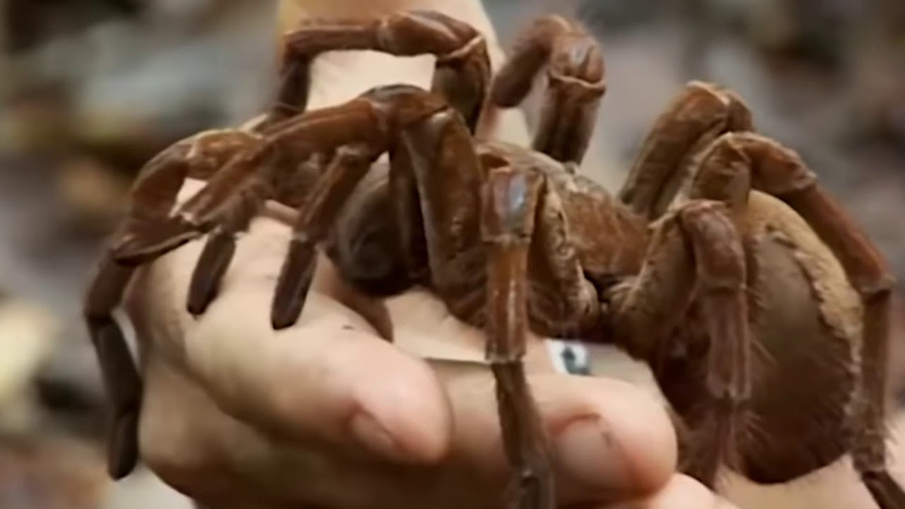 biggest spider on the planet, native to Madeira island Portugal - YouTube