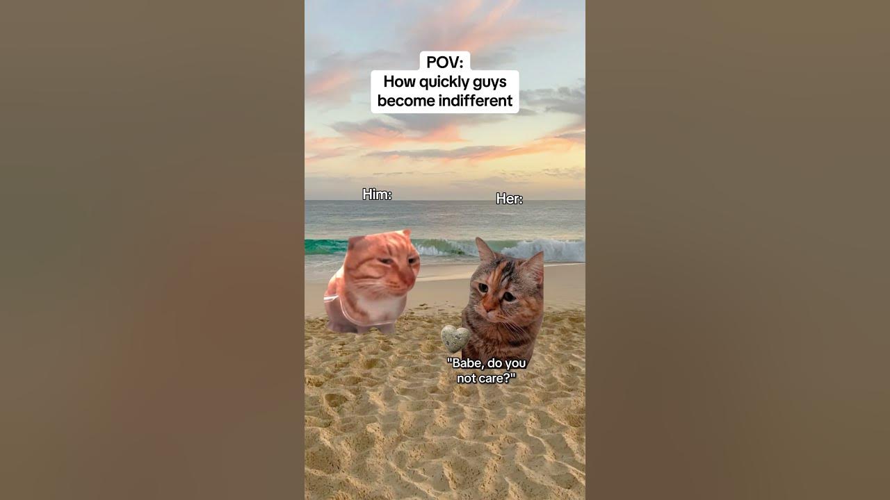 CAT MEMES 🐱How quickly guys become indifferent #catmemes #relatable # ...