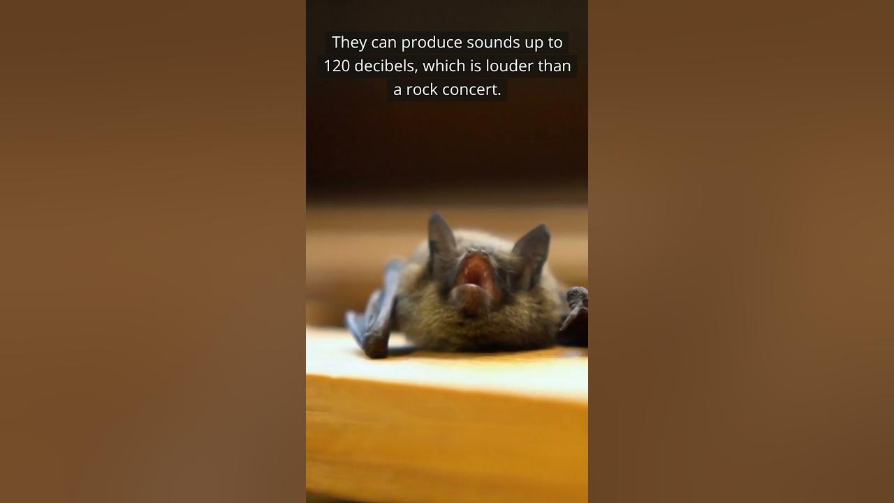 Surprising Facts About Bats Youtube
