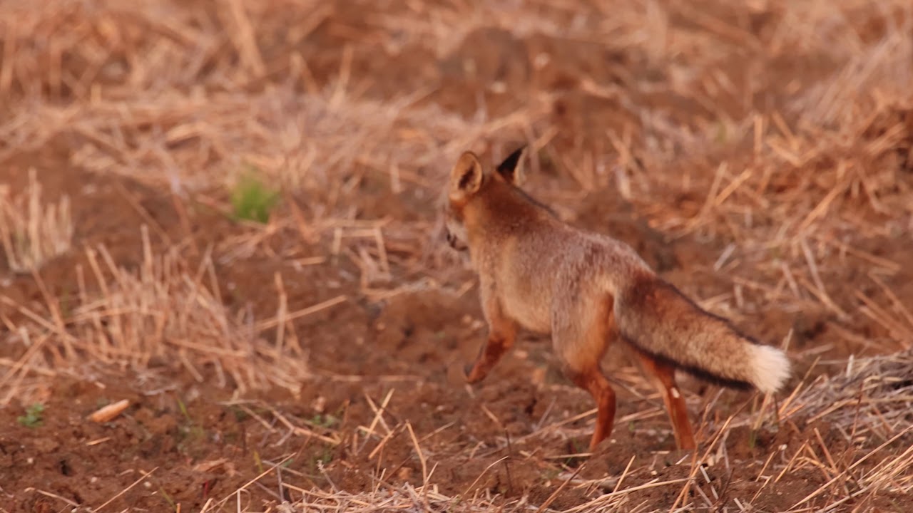 Dhelpra e kuqe! (Vulpes vulpes).Kamenice, 17 Nentor 2020. - YouTube