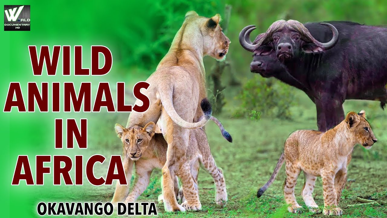 Okavango Delta Wild Animals In Africa | हिन्दी डॉक्यूमेंट्री | Wild ...