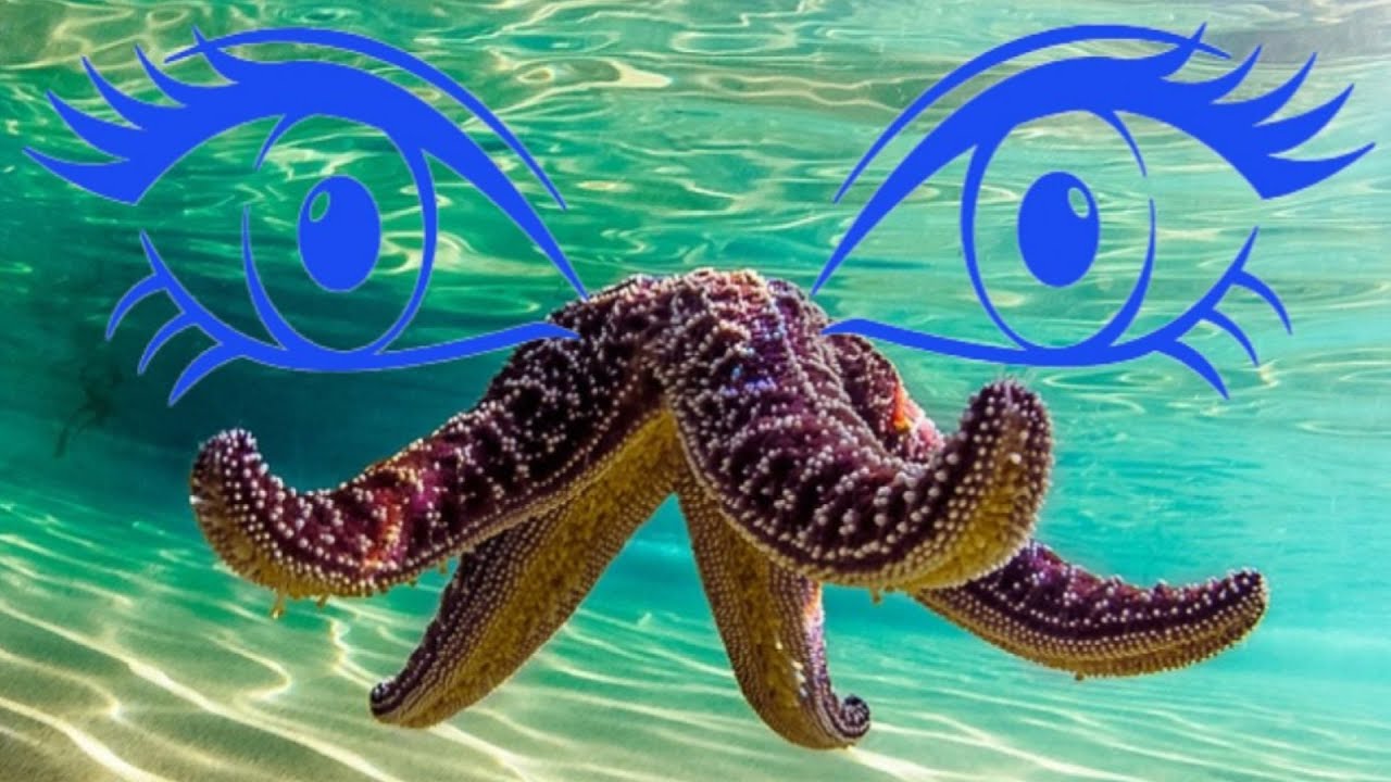 How many Eyes does a Starfish have? - YouTube
