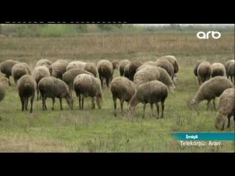 Fermerlər təsərrüfatlarını çoban iti ilə qoruyurlar #eltv #fermer #çobanköpeği