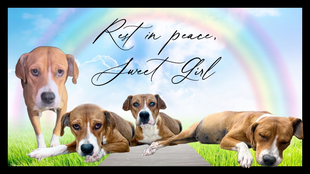 Rest in peace, Sweet Girl 🐶🌈💔 - YouTube