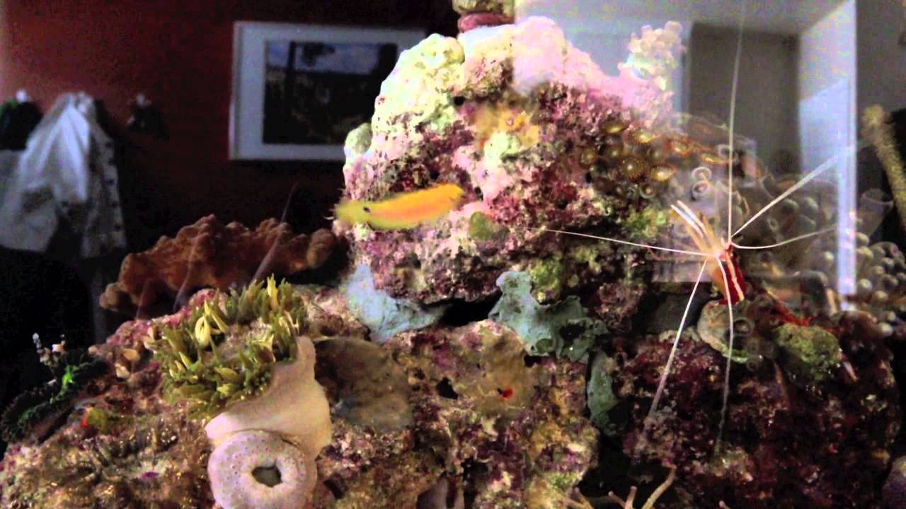 Yellow Candy Hogfish - YouTube