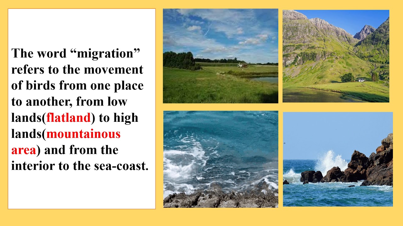 Lesson 4 bird migration explanation - YouTube