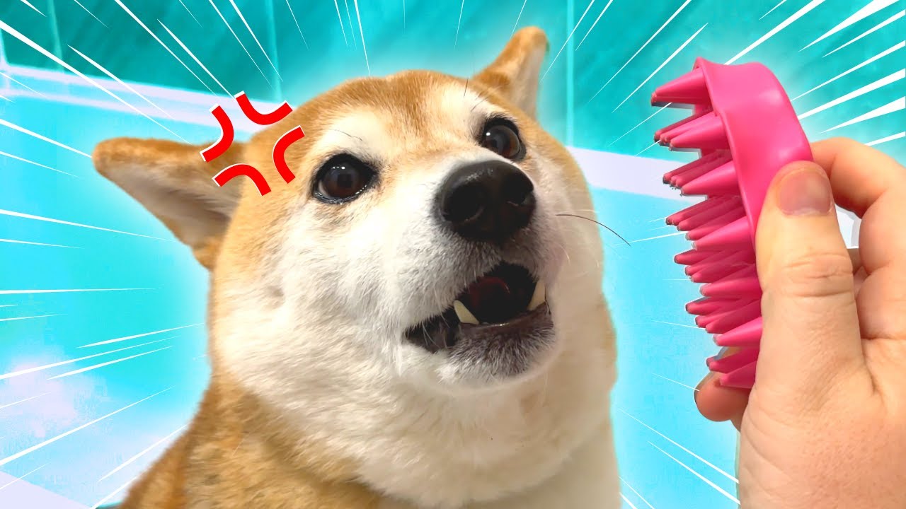 Bathing my Crazy Dramatic Shiba (Scream Warning!) - YouTube