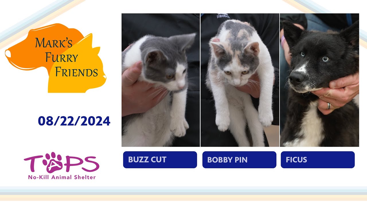 08/22/2024 | Buzz Cut, Bobby Pin and Ficus | Mark's Furry Friends - YouTube