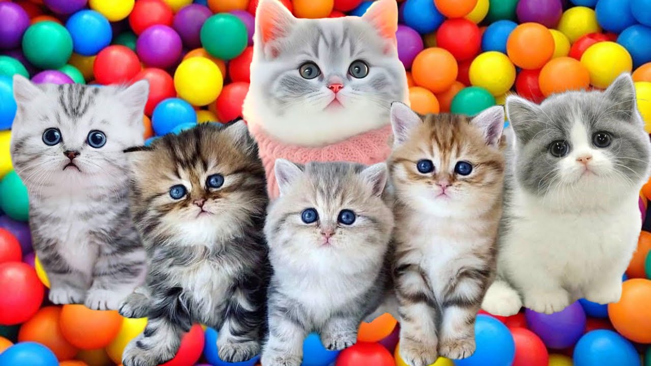 ANAK KUCING MEONG MEONG | Lagu Anak - Anak | Kompilasi Kucing Lucu Si Meong Kucing Lucu - YouTube