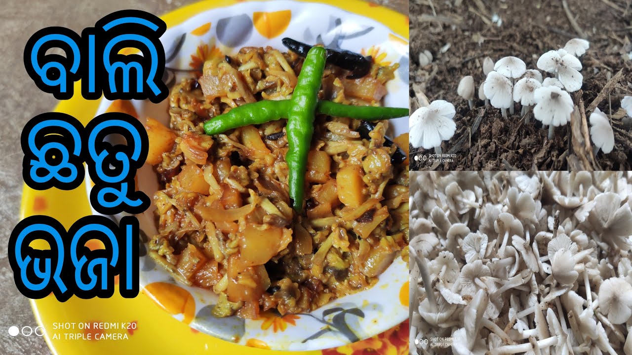 ବାଲି ଛତୁ ଭଜା 😋😋🤤 // Bali chatu recipe // Neutral Mushroom curry ...