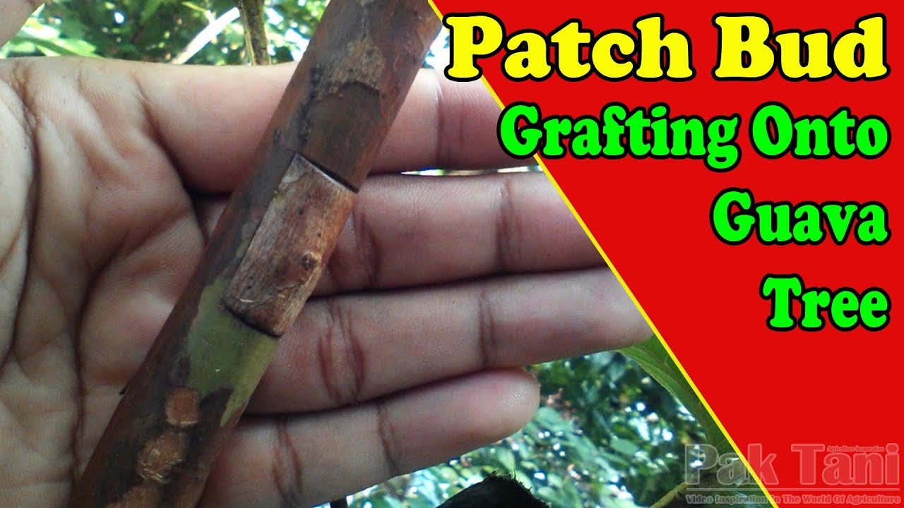 Patch Budding In Guava Tree By Grafting Examples YouTube patch-budding-in-guava-tree-by-grafting-examples-youtube