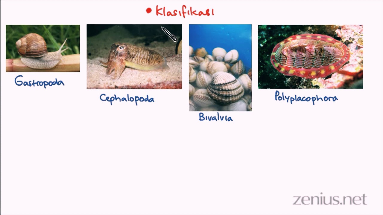 Materi Biologi Kelas 10 K13 Revisi: MOLLUSCA part 2 (Klasifikasi ...