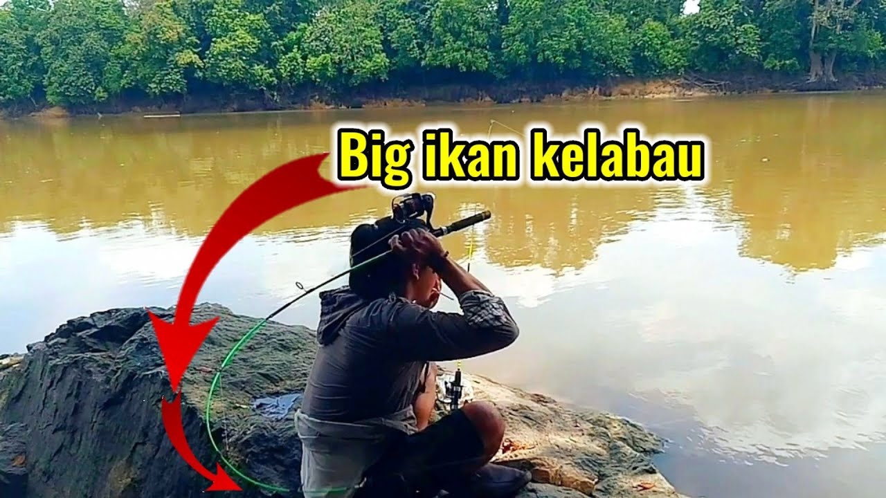 mancing ikan kelabau dan ikan tawes di sungai besar lamandau kalteng || joran melengkung ke ...
