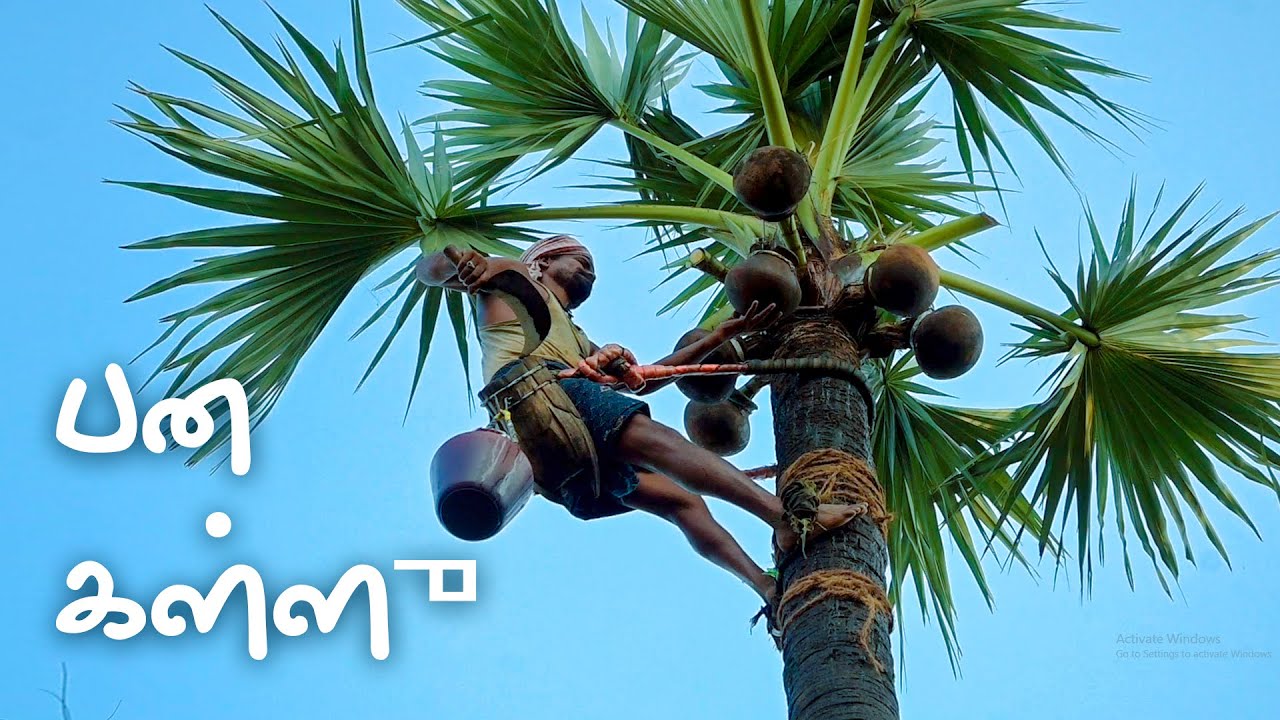 PANA KALLU | Nature Palm juice | கள்ளு எடுப்பது எப்படி. - YouTube