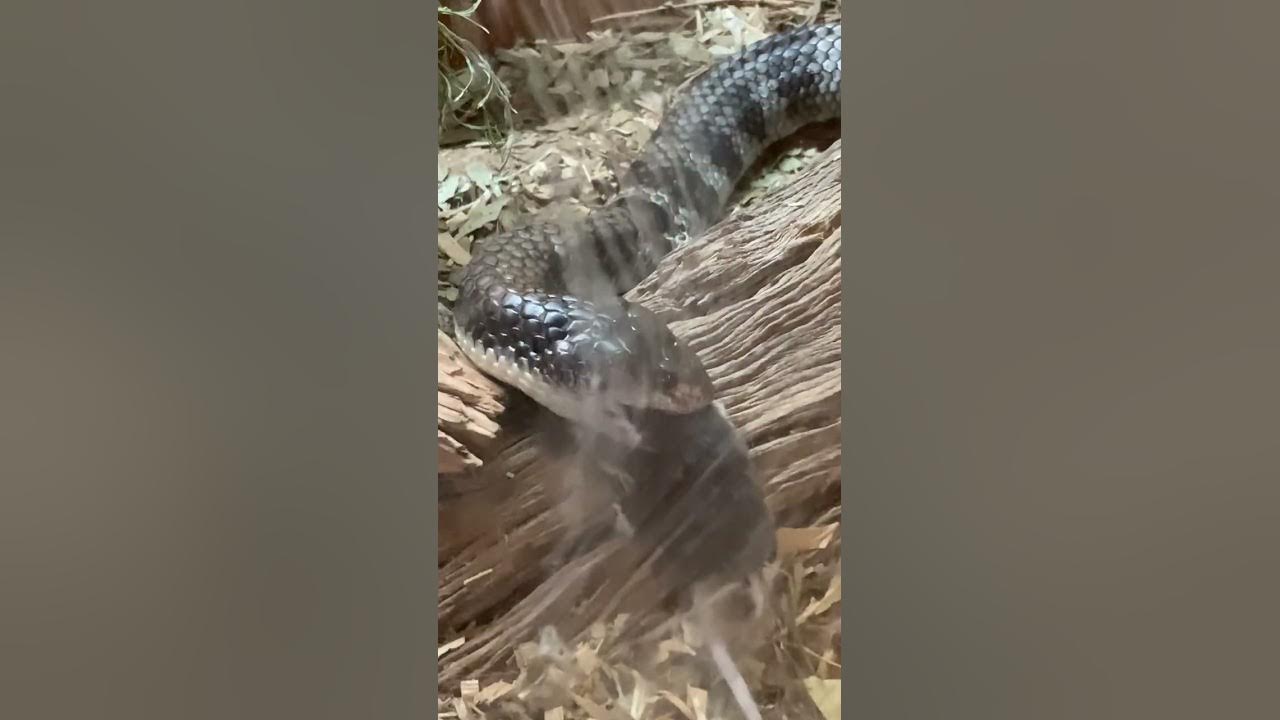 Snake eats mouse - YouTube