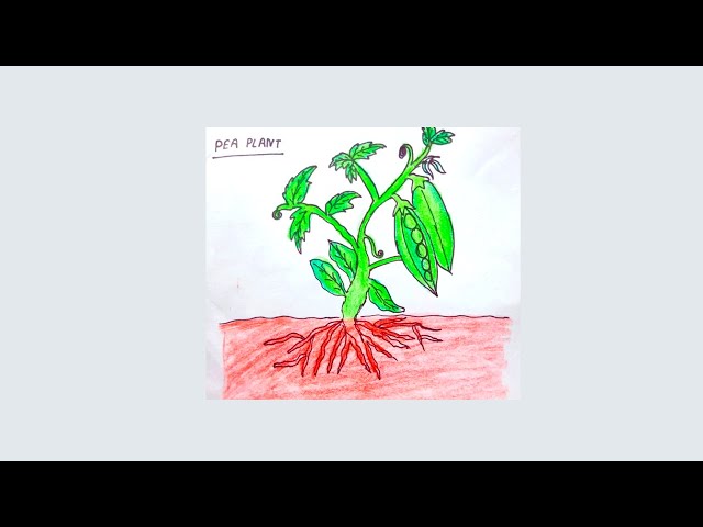 Peas Crop Drawing