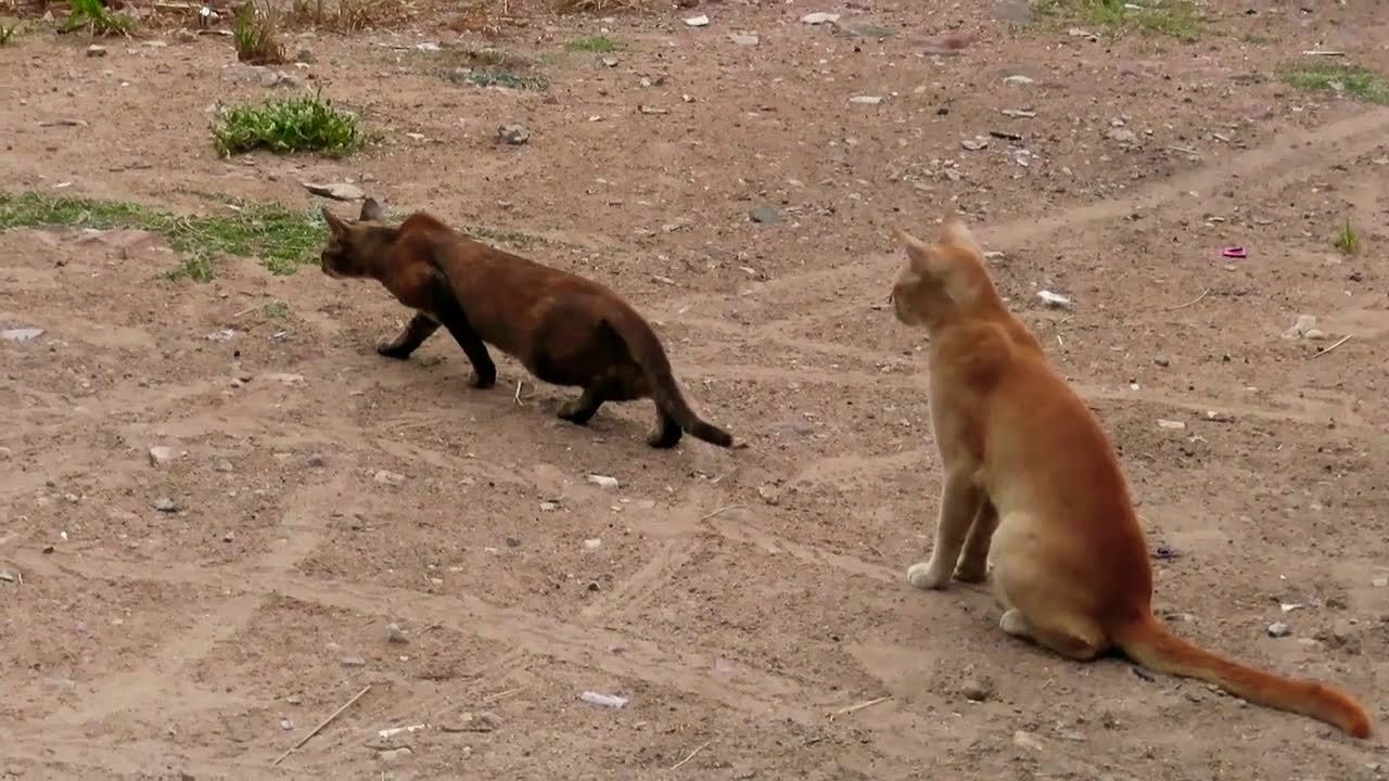 Adolescent Cats Fun Fight & Food Time. - YouTube