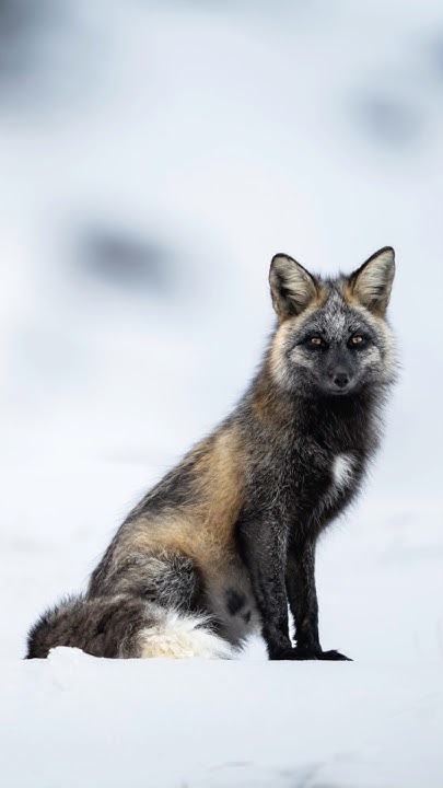 My Favorite Lens Of All Time The Nikkor Z 400mm F 2 8 Tc Vr S Paired