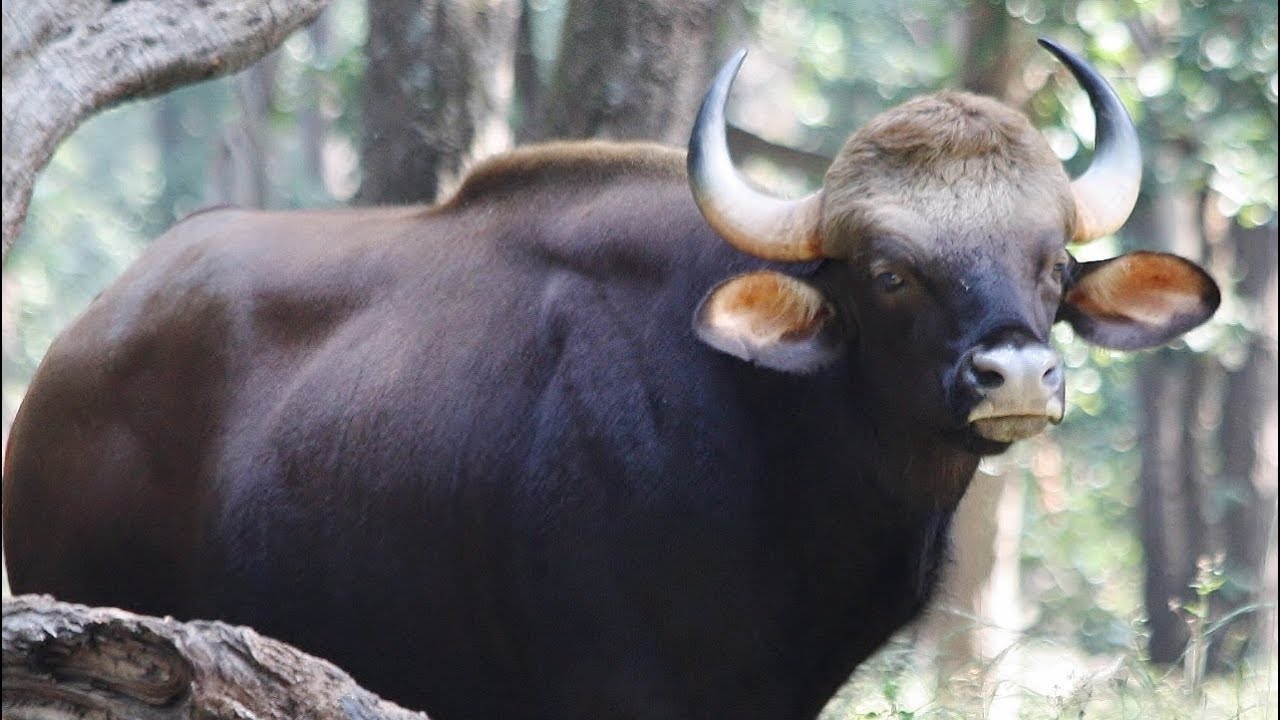 GAUR in Bandhavgarh. Safari India II - YouTube