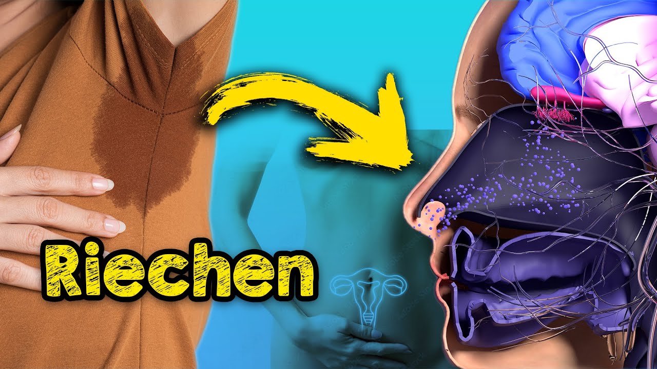 Wissenschaft des Riechens: Auswirkungen auf Gesundheit und Sexualleben ...