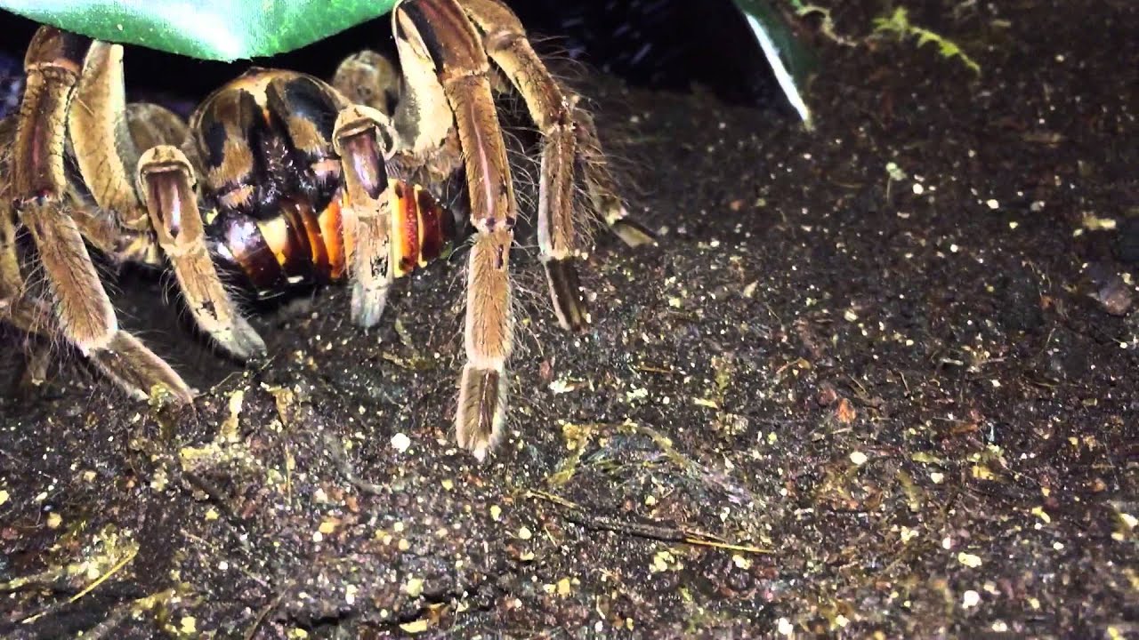 T stirmi feeding video. Goliath Birdeater eats hissing cockroach - YouTube