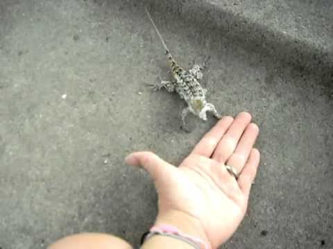 Texas spiny lizard, the Intimidator - YouTube