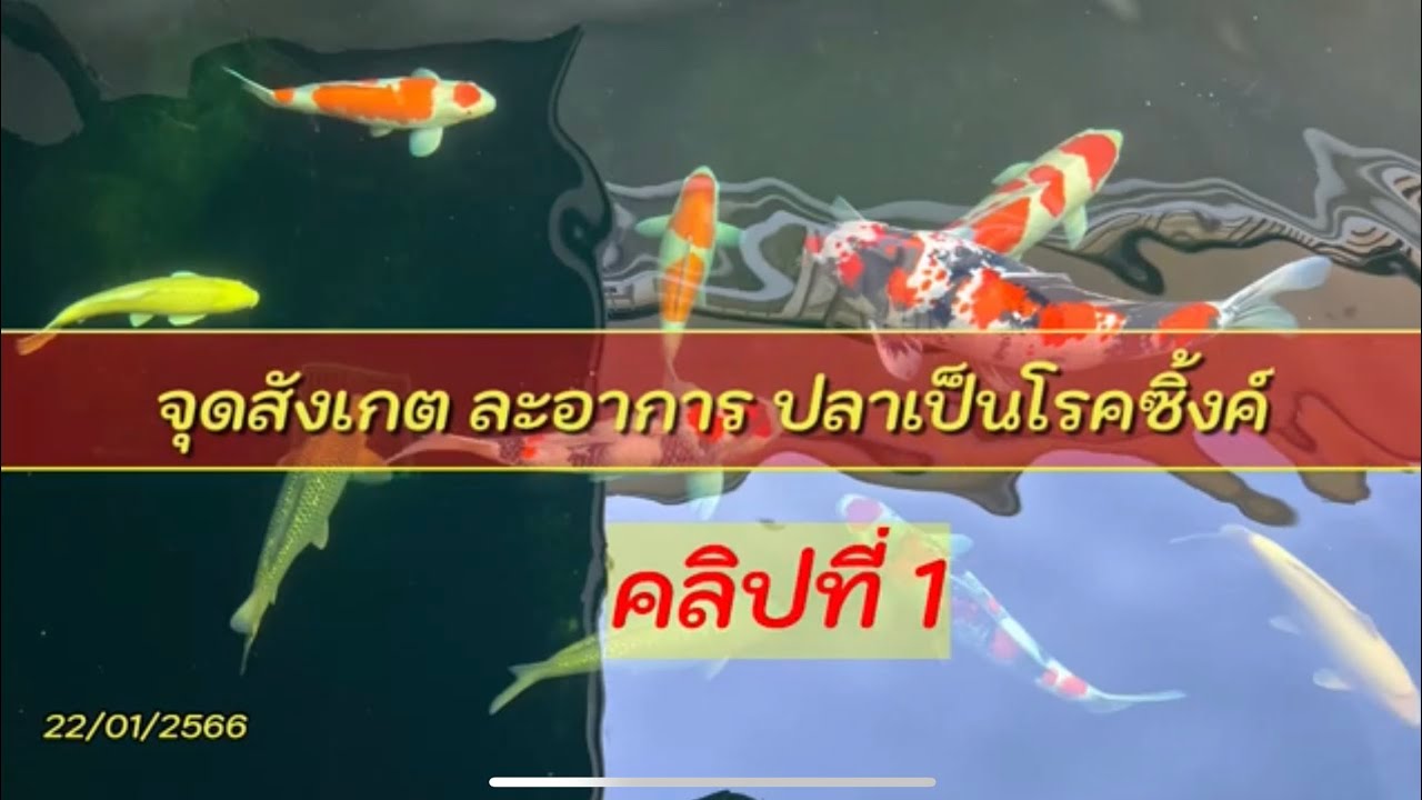 อาการของปลาคาร์ปที่เป็นโรคซิ้งค์ Sinking disease in Koi fish จุดสังเกตุ ...