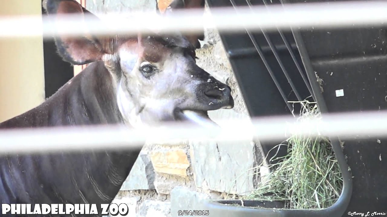 Philadelphia Zoo Okapi Eating - YouTube