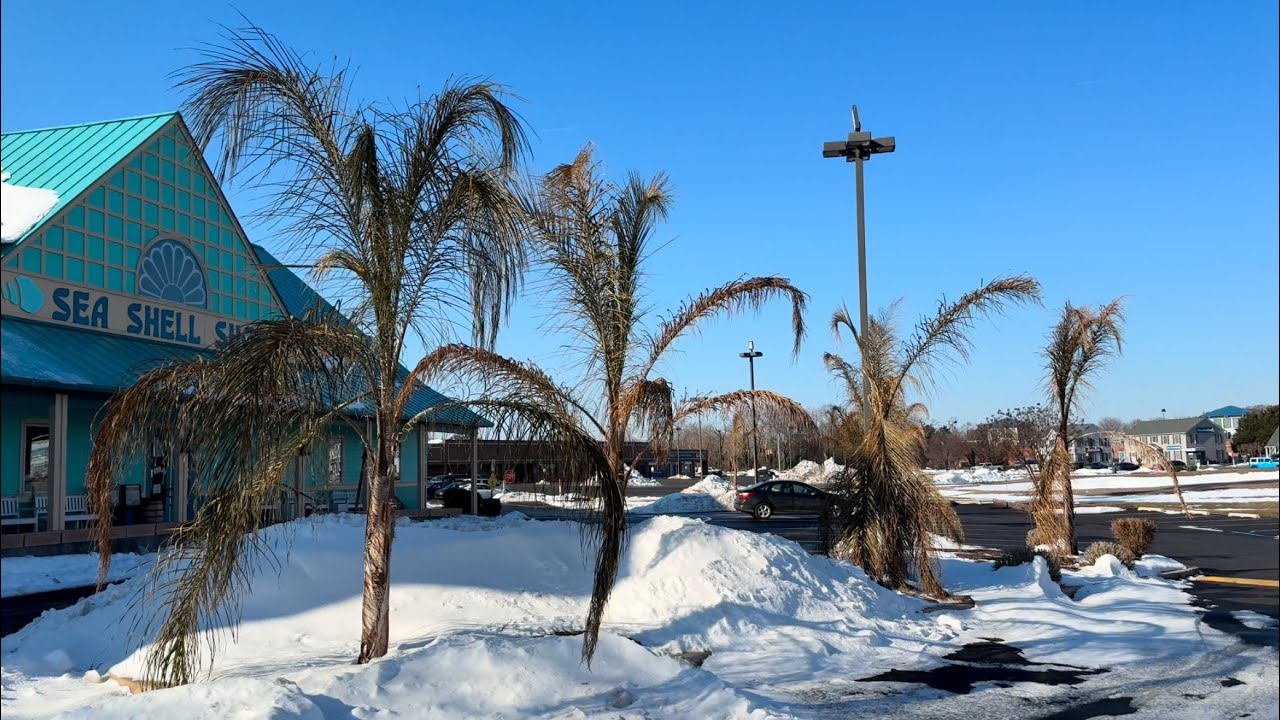 Rehoboth Beach Delaware Palm Trees SNOW 2025 - YouTube