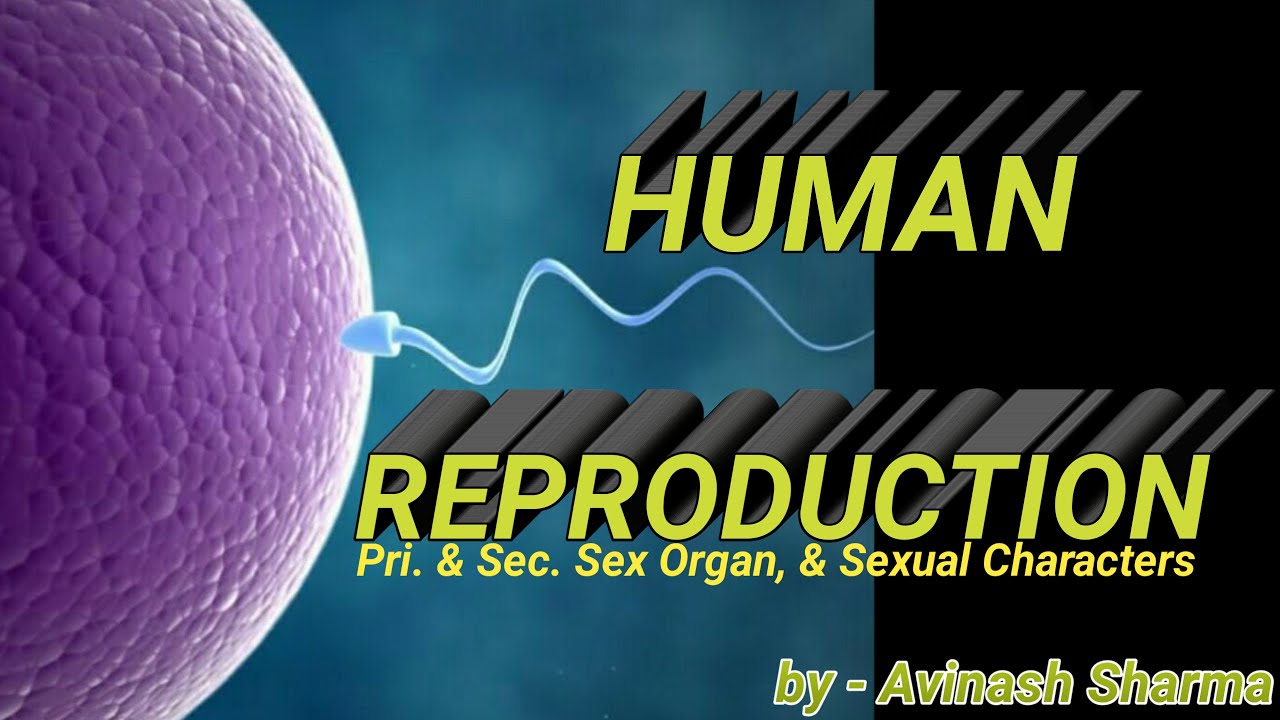 Primary And Secondary Sex Hormones