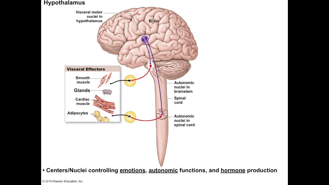 L14.2 Diencephalon (Thalamus and hypothalamus), and the Basal nuclei ...