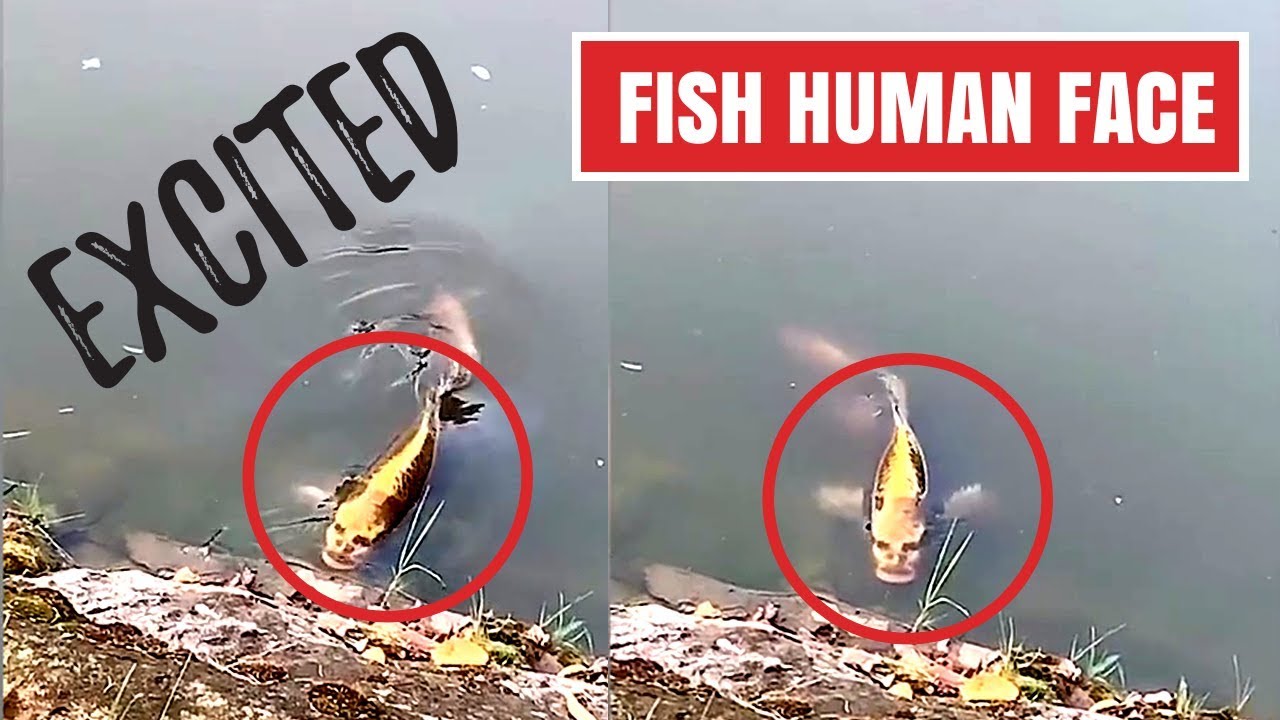 [ EXCITED ] Fish with a HUMAN FACE in China - YouTube