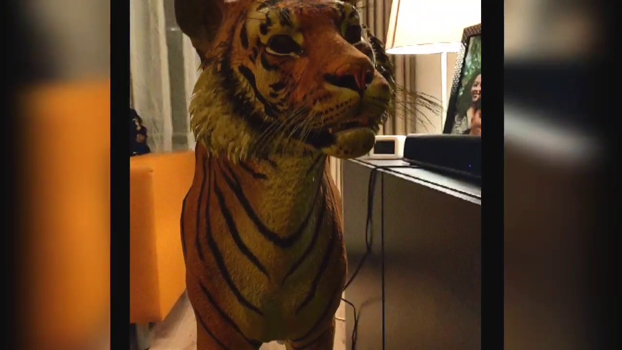 Tiger in the House| Tiger| - YouTube