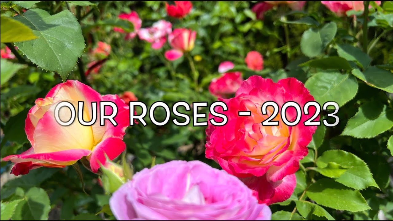 Our Roses ~ 2023 - YouTube