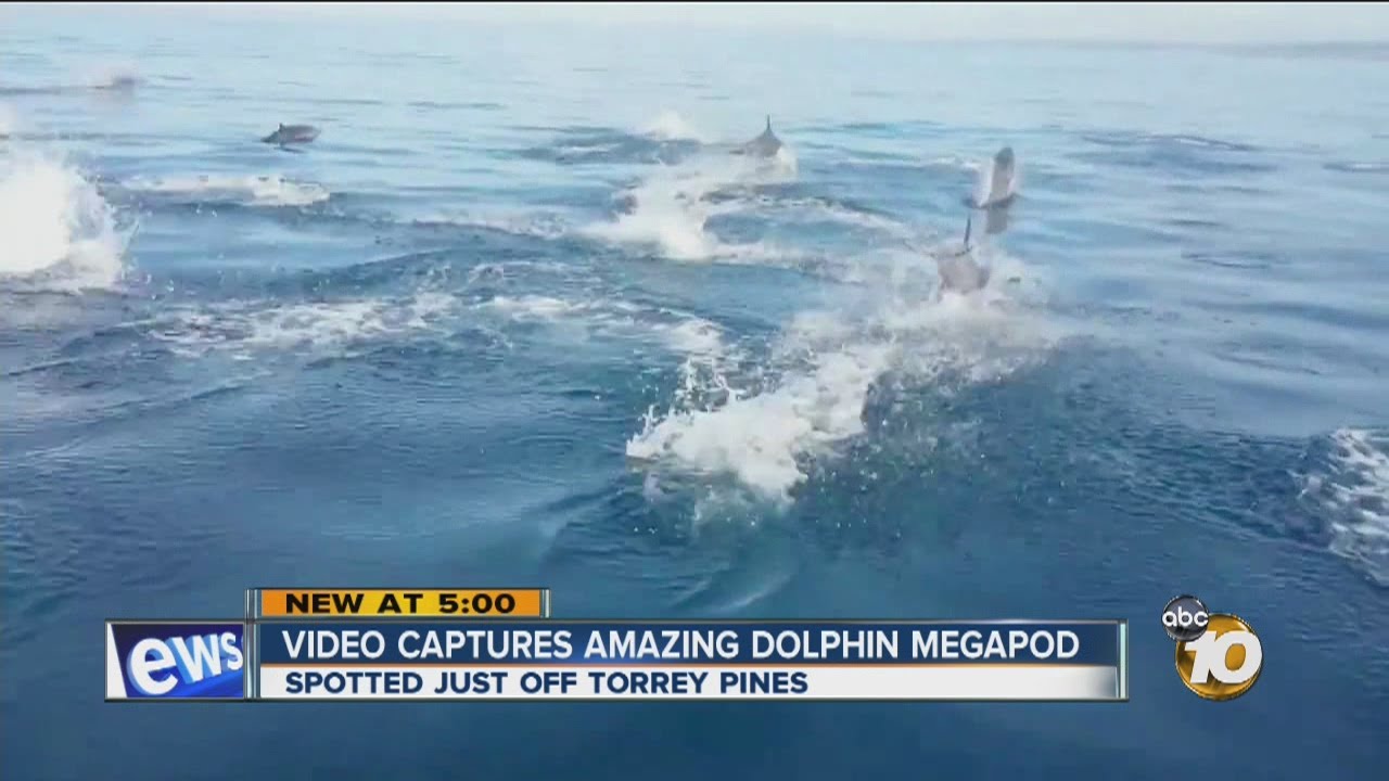 Amazing video captures dolphin megapod - YouTube