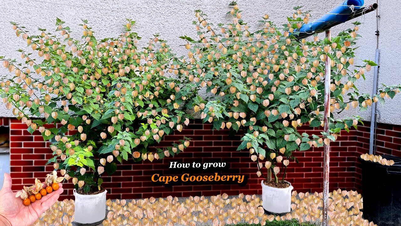 Growing Cape Gooseberry from Seed to Harvest - Step by Step (Physalis ...