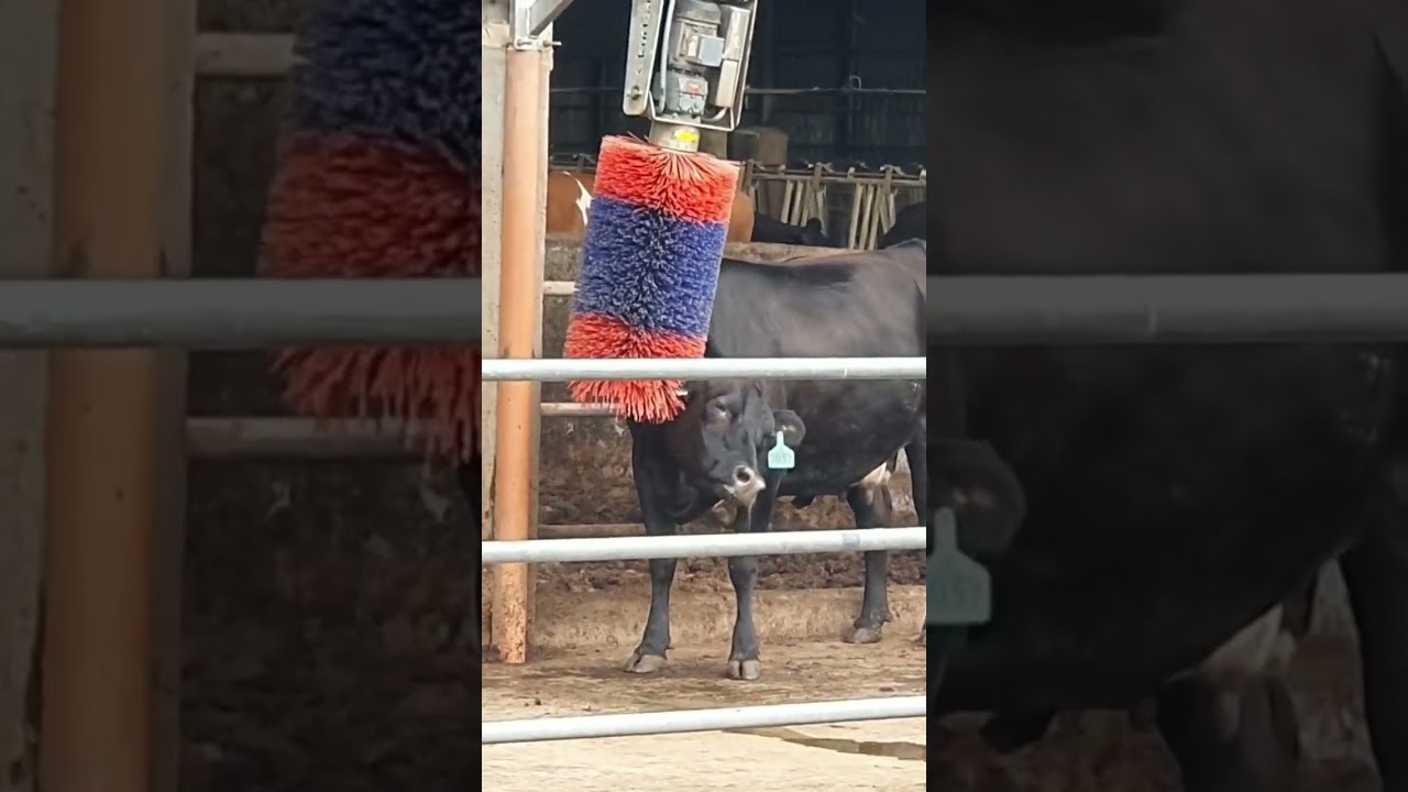 Farm Fresh See Cow 🐮 🐄 - YouTube