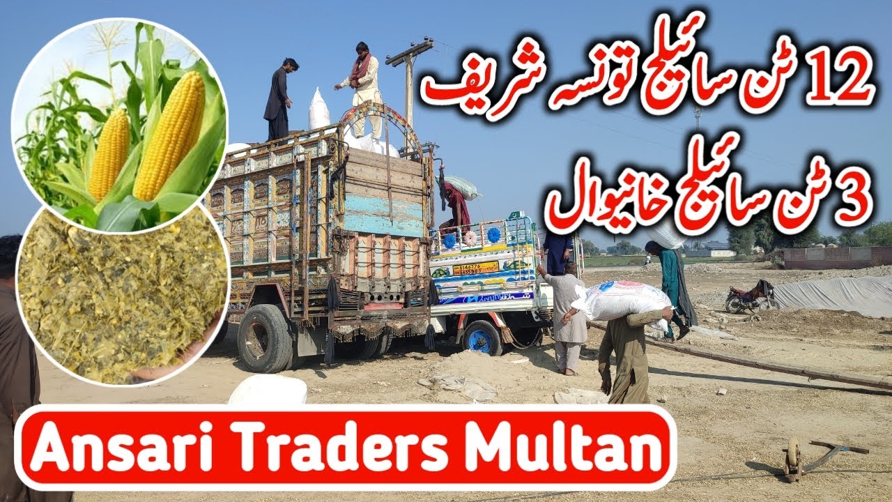 Premium Quality Making Silage Loadings for Tonsa Shareef and Khanewal | Ansari Traders Multan ...