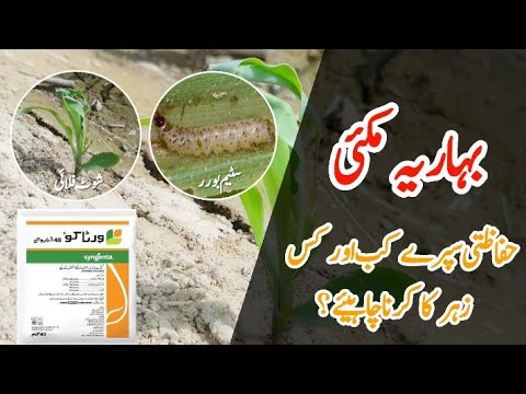 First Spray on Spring Maize for Stem Borer and Shoot Fly|| Crop ...