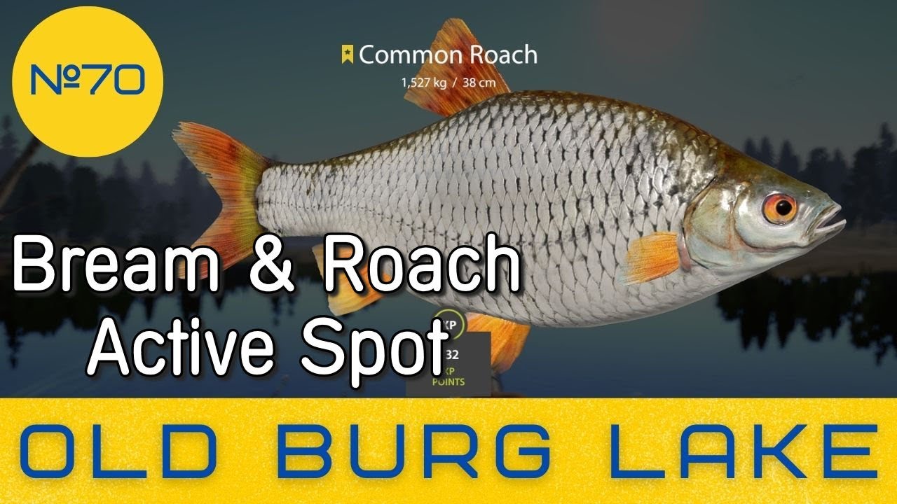 Russian Fishing 4 - Old Burg Lake - Bream & Roach - #70 - YouTube