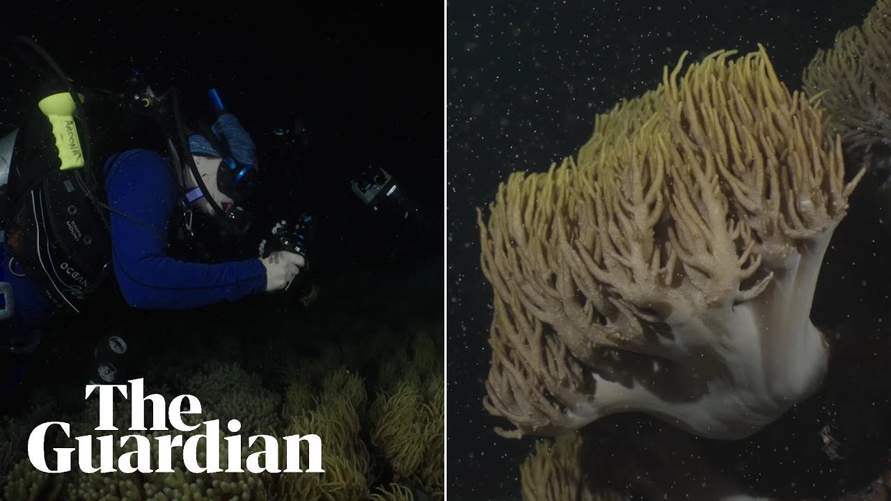 Underwater vision shows spectacular start of coral spawning season on ...