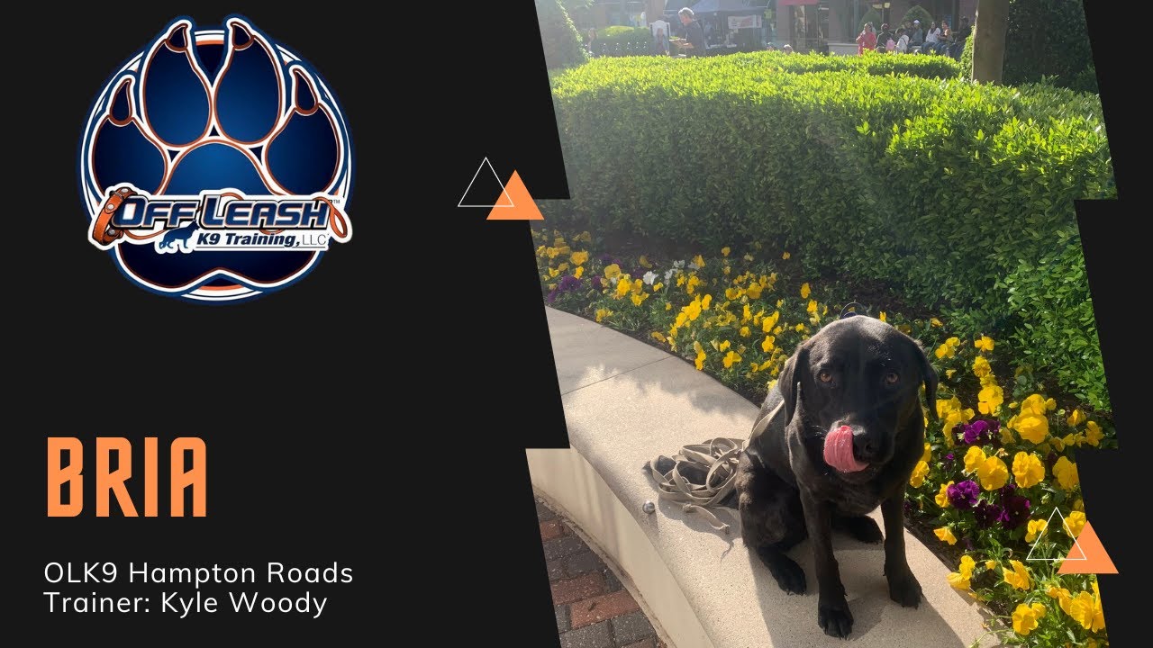 Disobedient 2 Y/O Lab "Bria" | Amazing Transformation | Incredible ...