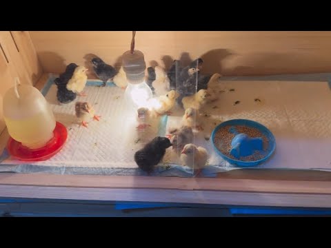 Best fancy chicken farm - Japanese Bantam Chicken breed - YouTube