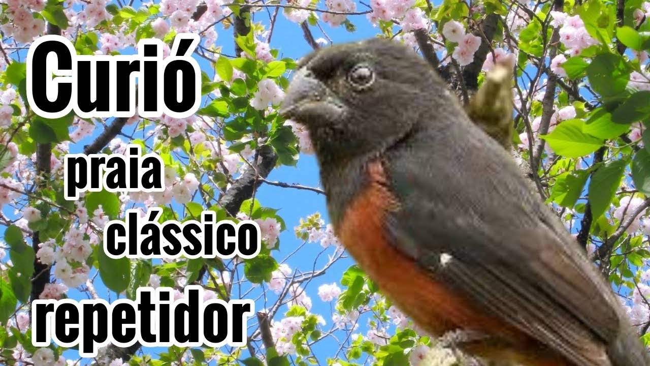 Melhor canto de curió praia clássico repetidor selvagem canto na ...