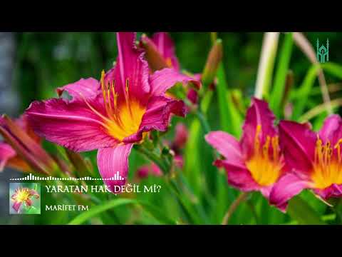Yerin ve göğün sahibi O'dur. | Yaratan Hak Değil Mi? | Marifet FM