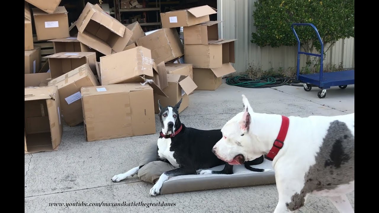 Happy Great Dane Working Dog Supervisors - YouTube