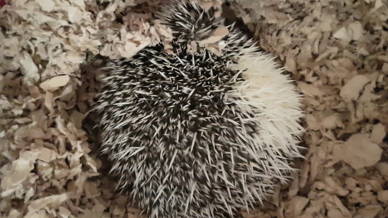 Grumpy hedgehog - YouTube