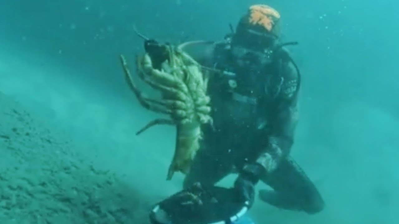 West Coast Cray Dive NZ - YouTube