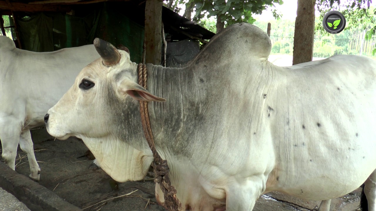 Indian Desi Cow Breed Malvi YouTube indian-desi-cow-breed-malvi-youtube