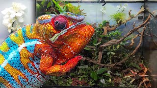 Bioactive Panther Chameleon Vivarium - 50 Different Species of Plants!